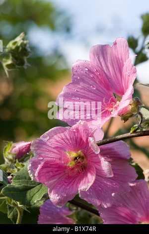 Pink mallow flowers on a blue sky background, low angle view Stock ...
