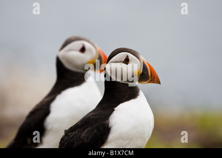 Two Atlantic puffins (Fratercula arctica) amongst spring flowers on ...