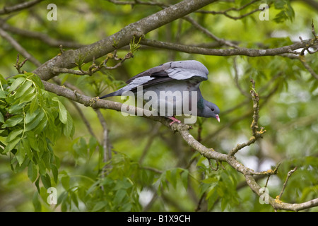 Stock Dove Columba oenas stretching wings Stock Photo - Alamy