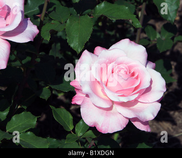 A Sweet Surrender Hybrid Tea Rose Stock Photo - Alamy