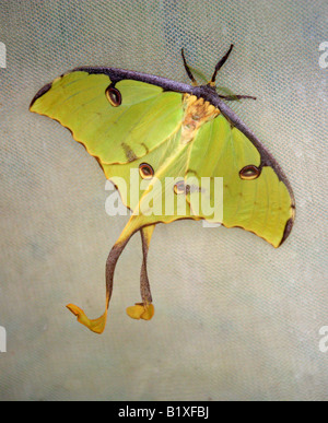 African moon moth (Argema mimosae), in a butterfly farm, with pupas in ...