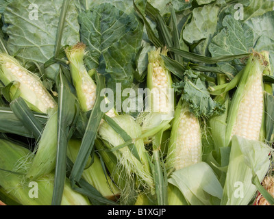 A bushel of fresh local corn Stock Photo - Alamy