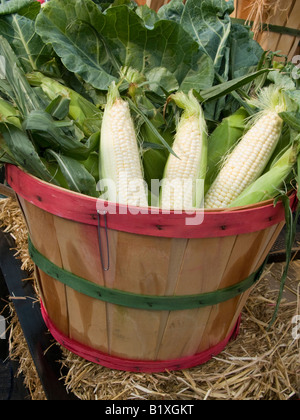 A bushel of fresh local corn Stock Photo - Alamy