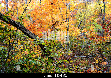 AUTUMN FOREST IN NEWPORT STATE PARK DOOR COUNTY NORTHEASTERN WISCONSIN ...