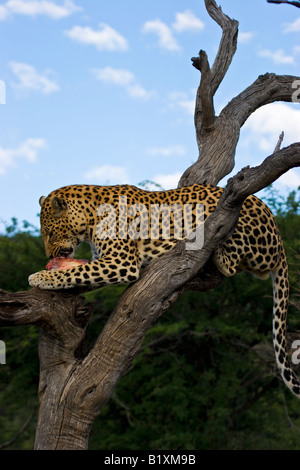 A Leopard eating meat in a tree at the Africat Foundation Namibia ...