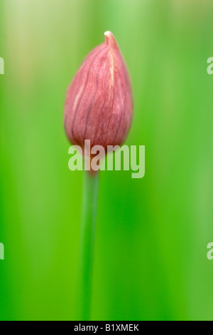 Unopened chive flower (Allium schoenoprasum Stock Photo - Alamy