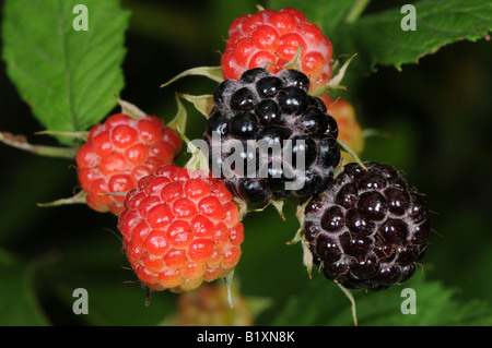 Wild blackberries genus Rubus also known as bramble Stock Photo - Alamy