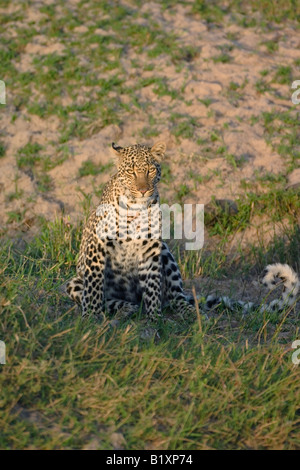 Leopard (Panthera pardus), sitzend, Masai Mara National Reserve, Kenya ...