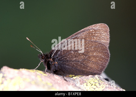 Magdalena Alpine Butterfly (Erebia magdalena Stock Photo - Alamy