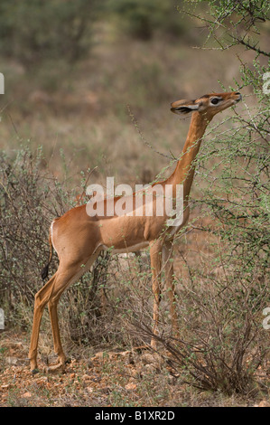 Animals in the wild - Gerenuk antelope in Samburu National Reserve ...