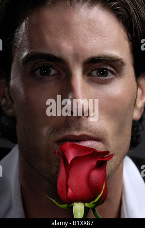 Close up flower portrait of glamorous Rosa Lovestruck ‘Dicommatac ...