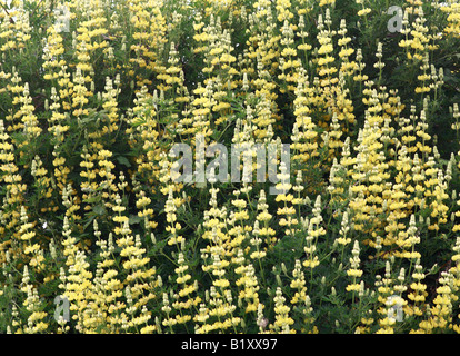 wild flowering yellow tree lupins Stock Photo - Alamy