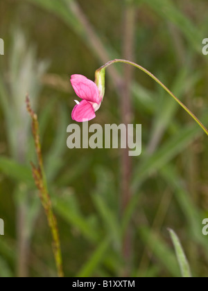 Grass Vetchling (Lathyrus nissolia), Fabaceae Stock Photo - Alamy