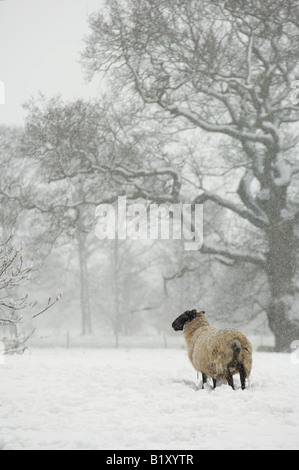 North Country Mule ram in farmyard looking at camera, Stow-on-the-Wold ...