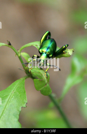 Frog Beetle, Sagra sp Stock Photo - Alamy