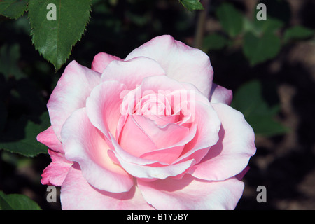 A Sweet Surrender Hybrid Tea Rose Stock Photo - Alamy