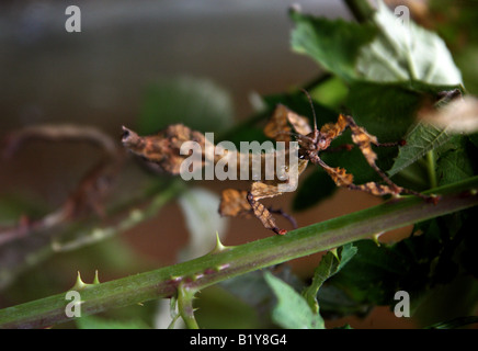 Giant Prickly Stick Insect, Macleay's Spectre (Extatosoma tiaratum ...