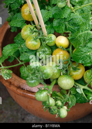 Fresh Unripe green tomatoes growing on the field with bokeh blurred ...