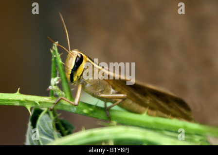 Short-horned grasshopper (Oxya hyla intricata) a pest on damaged rice ...