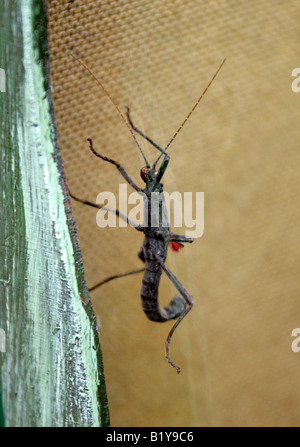 A Peruvian Black Stick insect Stock Photo - Alamy
