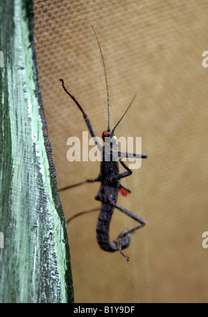 Peruvian stick insect, Peruphasma schultei, on white background Stock ...