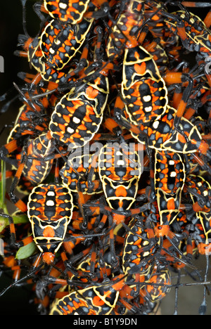 An aggregation of coreid bug nymphs also known as leaf footed bugs ...