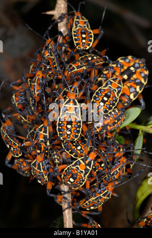 An aggregation of coreid bug nymphs also known as leaf footed bugs ...