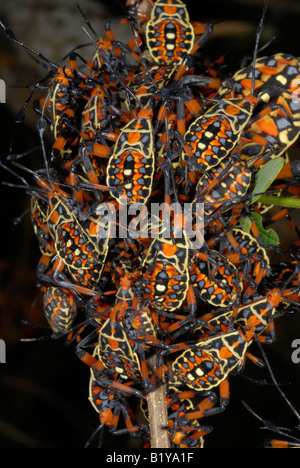 An aggregation of coreid bug nymphs also known as leaf footed bugs ...