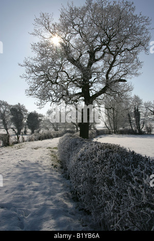 Village of Aldersey, England. Sunny winter rural snow scene of trees in ...