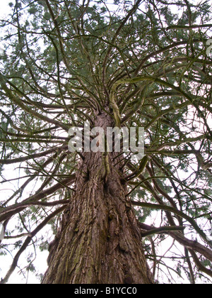Trunk and branches of a huge conifer tree Stock Photo - Alamy