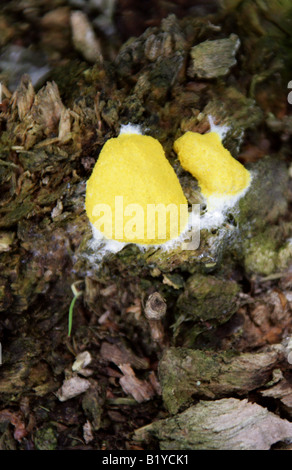 Yellow Slime Mould fungus on dead Corsican Pine tree stump, Wales, UK ...