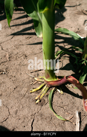 Prop root system on hybrid corn (maize Stock Photo - Alamy