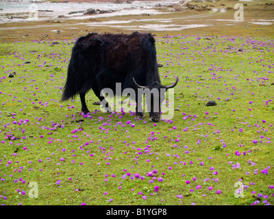 yak eating primulas in alpine valleys of northern Sikkim Stock Photo ...