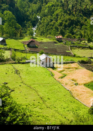 wheat and millet fields in northern Sikkim in India Stock Photo - Alamy