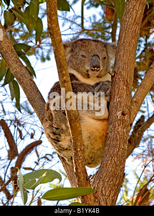 the koala is resting in the fork of the tree Stock Photo - Alamy