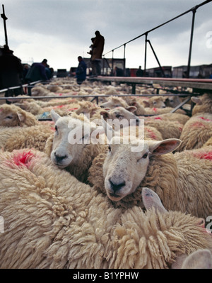 Sheep awaiting auction at a cattle market in Banbury, UK Stock Photo ...