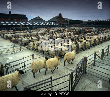 Sheep awaiting auction at a cattle market in Banbury, UK Stock Photo ...