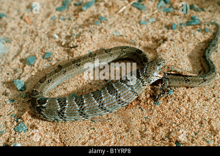 Night adder Causus rhombeatus swallowing toad Kenya Stock Photo - Alamy