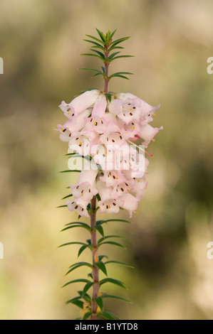 Common heath (Epacris impressa) flowers. Mount Piper Reserve, Broadford ...
