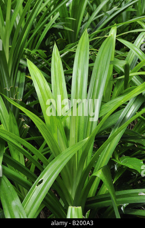 pandanus leaf green pandan leaves growing in the garden background ...