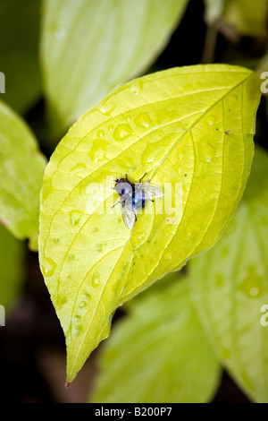 the bluebottle fly resting on the wet leafs Stock Photo - Alamy