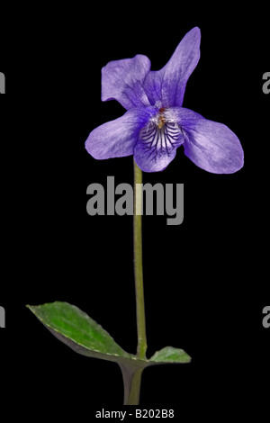 wild violets background Stock Photo - Alamy