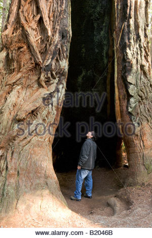 A tree hollow in a redwood tree Stock Photo: 26383964 - Alamy