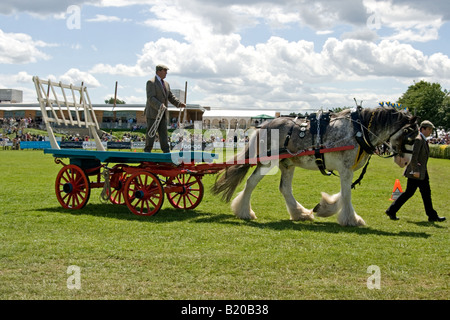 Shire Horses pulling a cart at a show in England Stock Photo: 37306229 ...