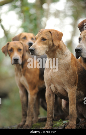 Portrait of Fox Hounds Stock Photo - Alamy