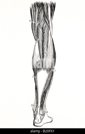 Medical illustration of human leg muscles, four side views Stock Photo ...