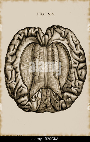Corpus Callosum - Brain Anatomy Stock Photo: 74036142 - Alamy
