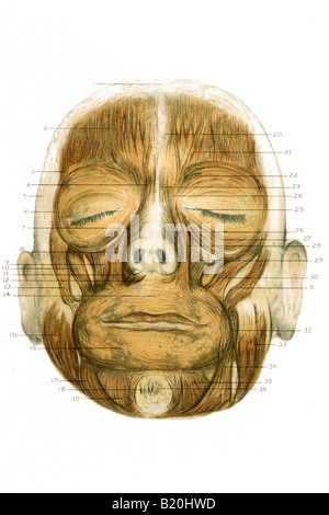 Facial Muscles, illustration Stock Photo - Alamy