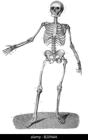 Adult Skeleton, Illustration Stock Photo - Alamy