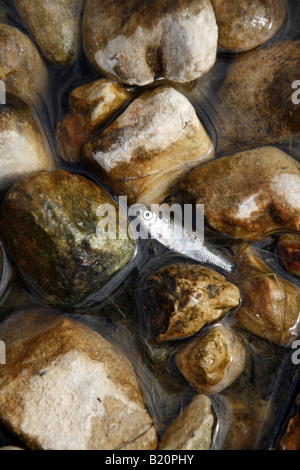 one dead small silver fish in rocks by river bank Stock Photo - Alamy